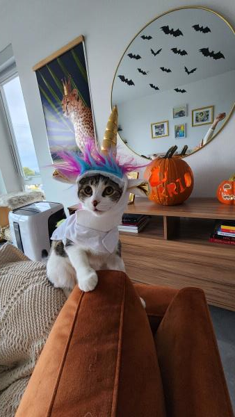 Kitty Star of Canopy Cat Rescue - 360 Photo Contest