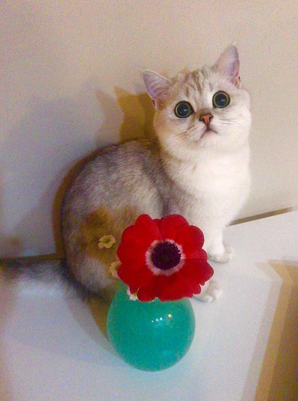 Kitty Star of Canopy Cat Rescue - 360 Photo Contest