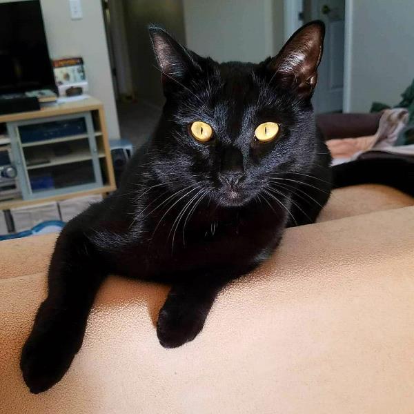 Kitty Star of Canopy Cat Rescue - 360 Photo Contest