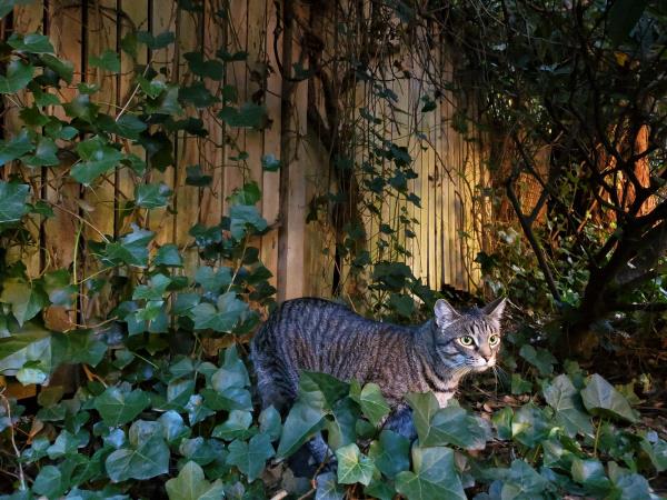 Kitty Star of Canopy Cat Rescue - 360 Photo Contest