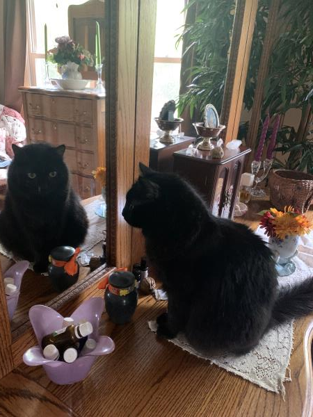 Kitty Star of Canopy Cat Rescue - 360 Photo Contest