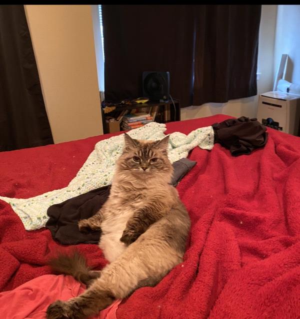 Kitty Star of Canopy Cat Rescue - 360 Photo Contest