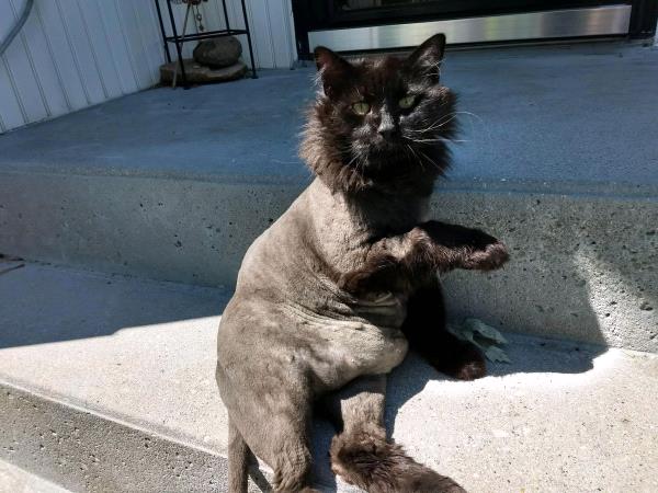 Kitty Star of Canopy Cat Rescue - 360 Photo Contest