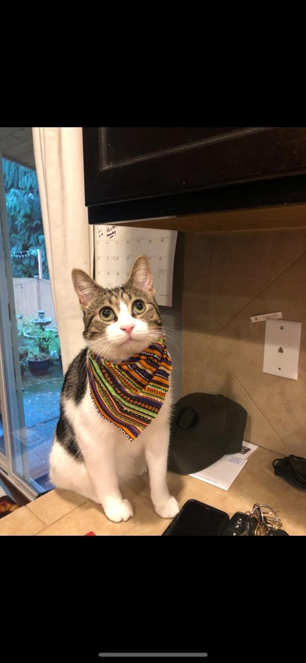 Kitty Star of Canopy Cat Rescue - 360 Photo Contest