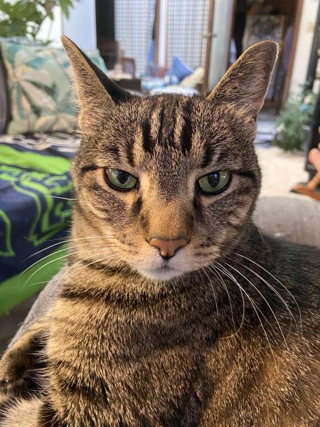 Kitty Star of Canopy Cat Rescue - 360 Photo Contest