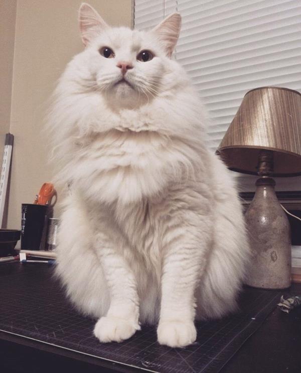 Kitty Star of Canopy Cat Rescue - 360 Photo Contest