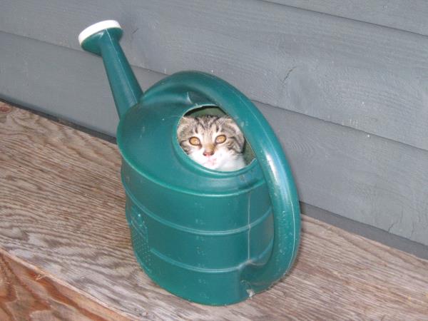 2025 Cat Welfare Calendar Contest - 360 Photo Contest