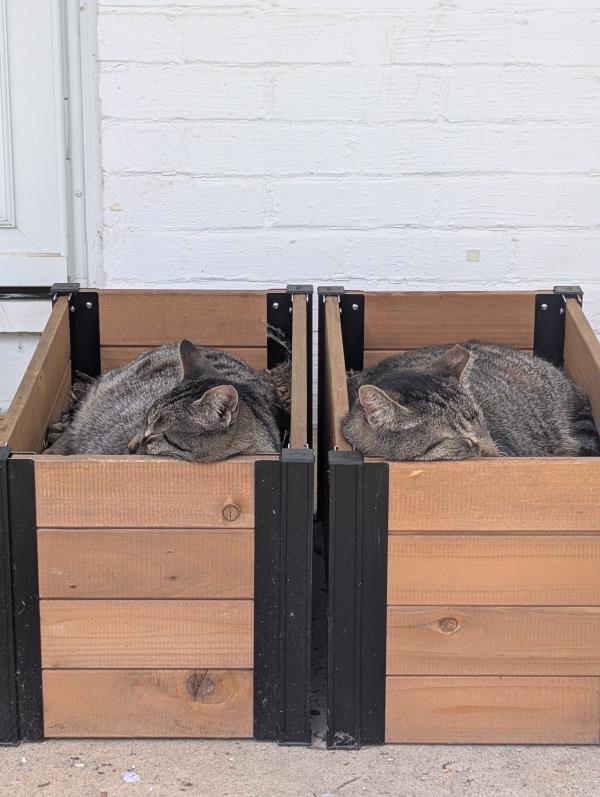 2025 Cat Welfare Calendar Contest - 360 Photo Contest