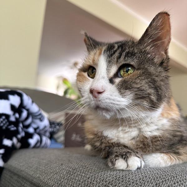 2025 Cat Welfare Calendar Contest - 360 Photo Contest