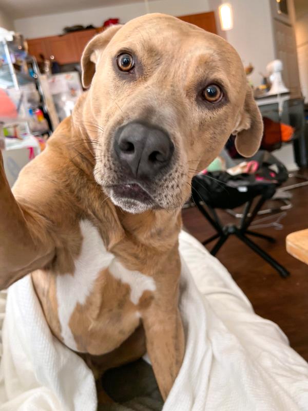 Louie's Legacy Animal Rescue Cutest Rescue Pet Photo Contest - 360 ...