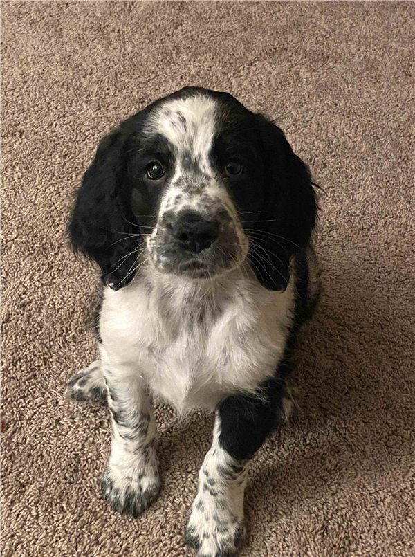 No Animal Left Behind Annual Photo Contest Fundraiser - 360 Photo Contest