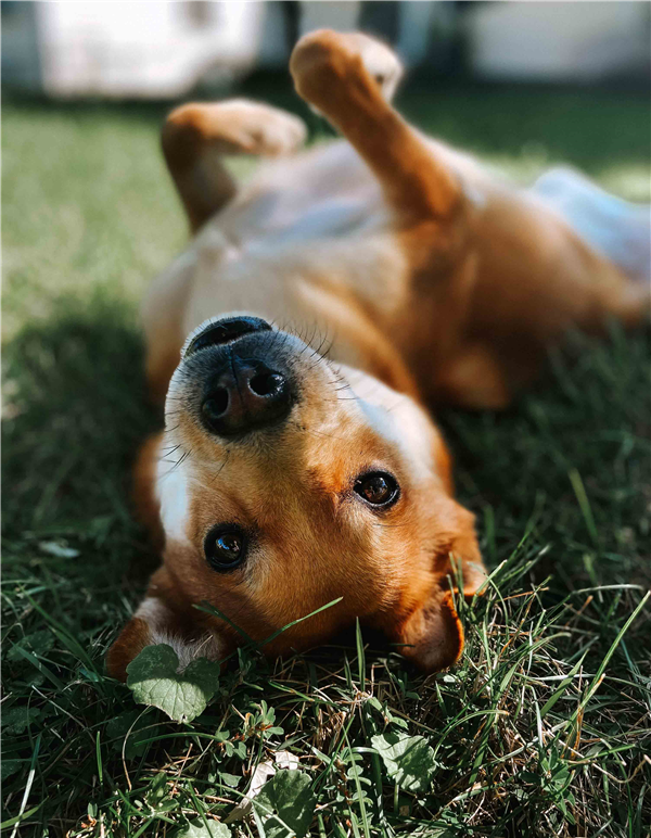 No Animal Left Behind Annual Photo Contest Fundraiser - 360 Photo Contest