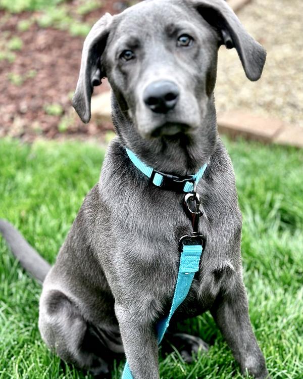 No Animal Left Behind Annual Photo Contest Fundraiser - 360 Photo Contest