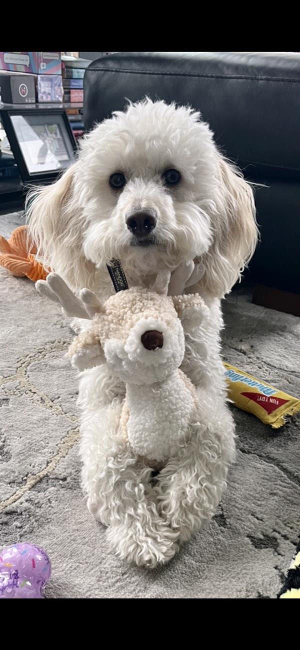 No Animal Left Behind Annual Photo Contest Fundraiser - 360 Photo Contest