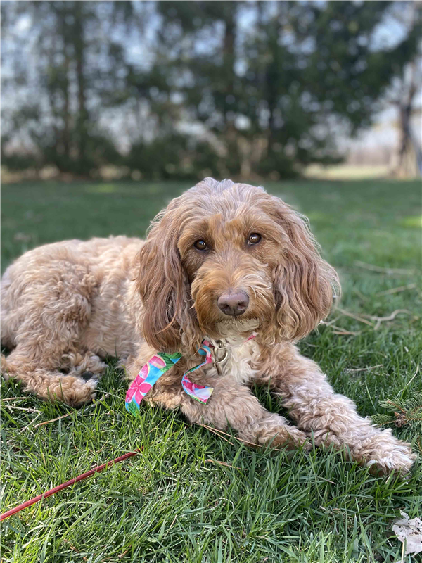 No Animal Left Behind Annual Photo Contest Fundraiser - 360 Photo Contest