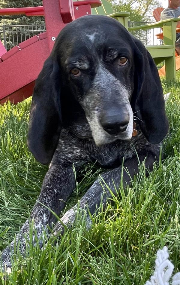 No Animal Left Behind Annual Photo Contest Fundraiser - 360 Photo Contest