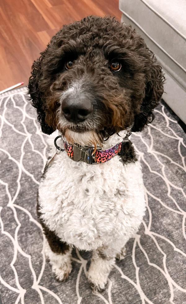 No Animal Left Behind Annual Photo Contest Fundraiser - 360 Photo Contest