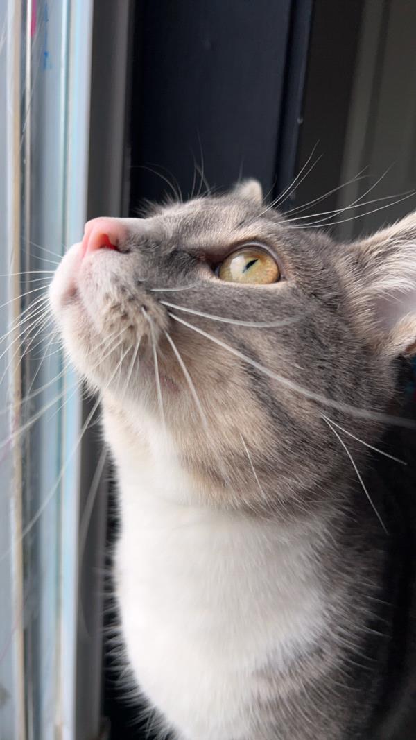 No Animal Left Behind Annual Photo Contest Fundraiser - 360 Photo Contest