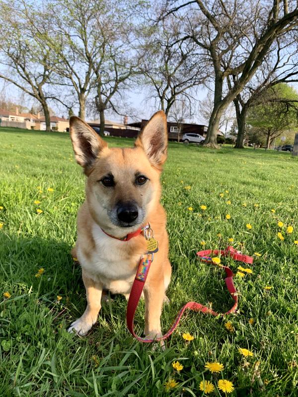 No Animal Left Behind Annual Photo Contest Fundraiser - 360 Photo Contest