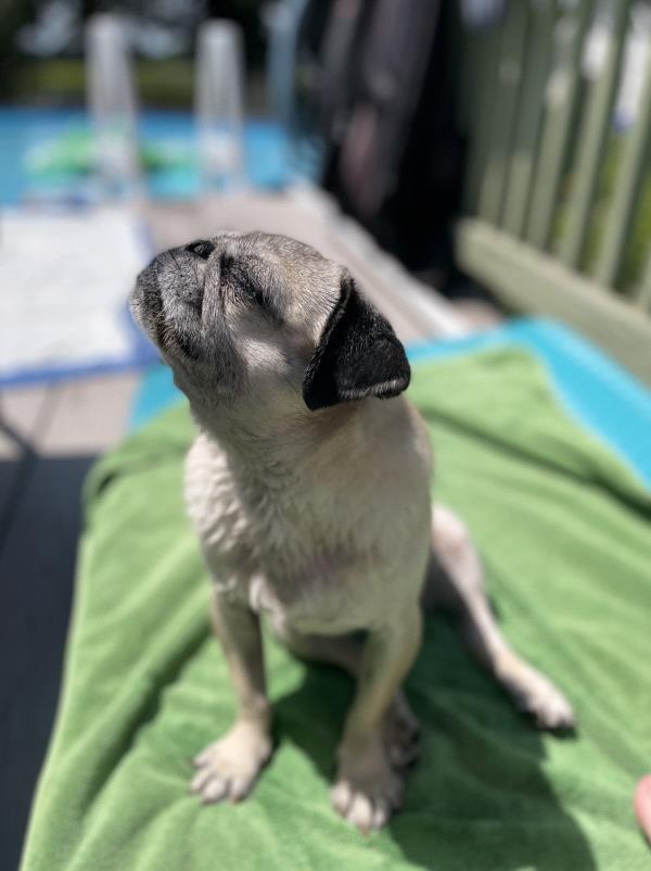 PUG NATION RESCUE 2025 CALENDAR CONTEST - 360 Photo Contest